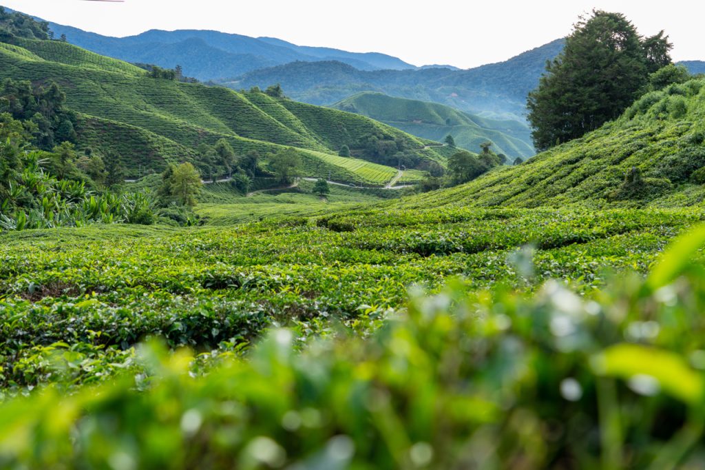 YOUR ULTIMATE GUIDE TO THE CAMERON HIGHLANDS, MALAYSIA - THE MAP ...